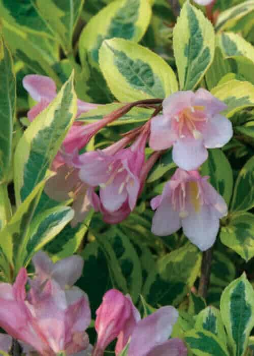 weigela varieties