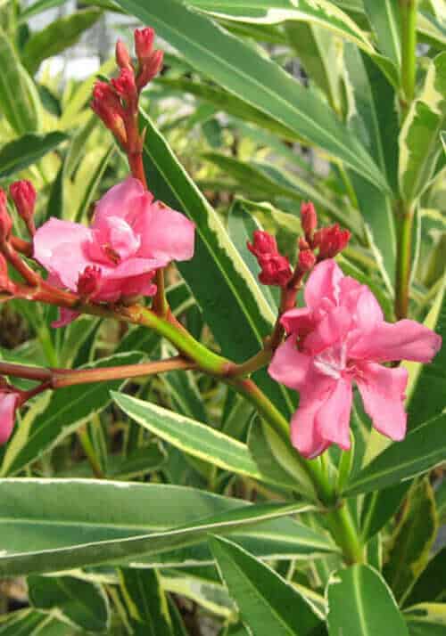oleander varieties