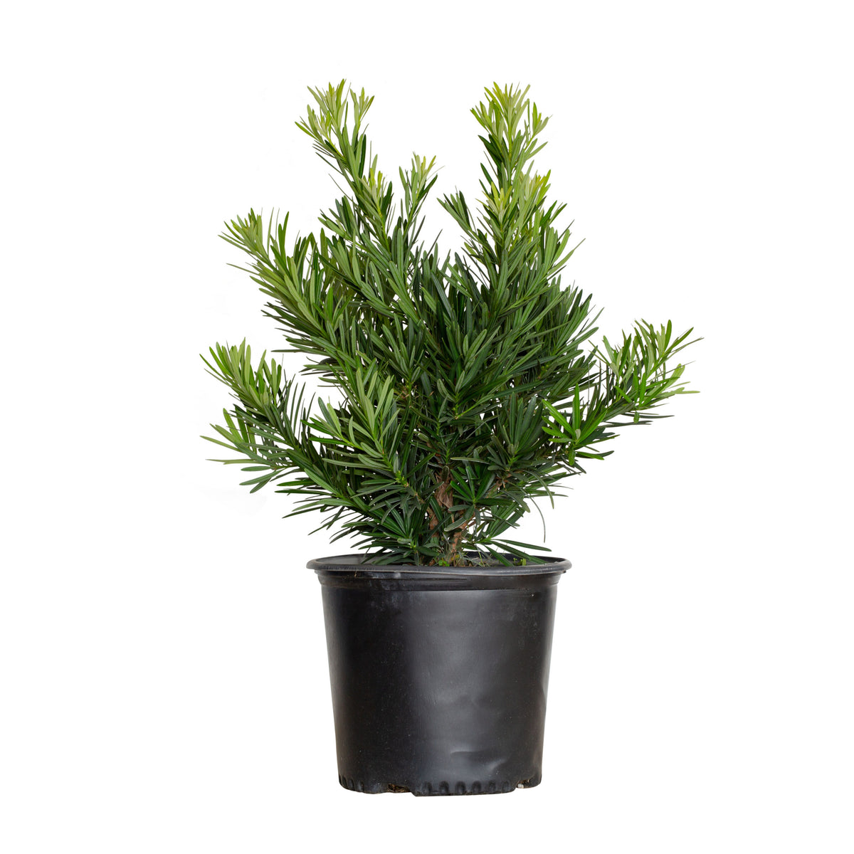 dwarf yew tree