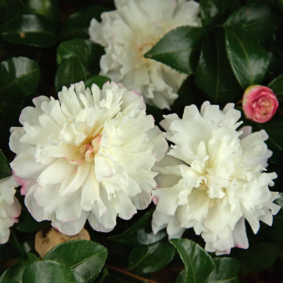 October Magic Camellias | For Sale – Plants by Mail