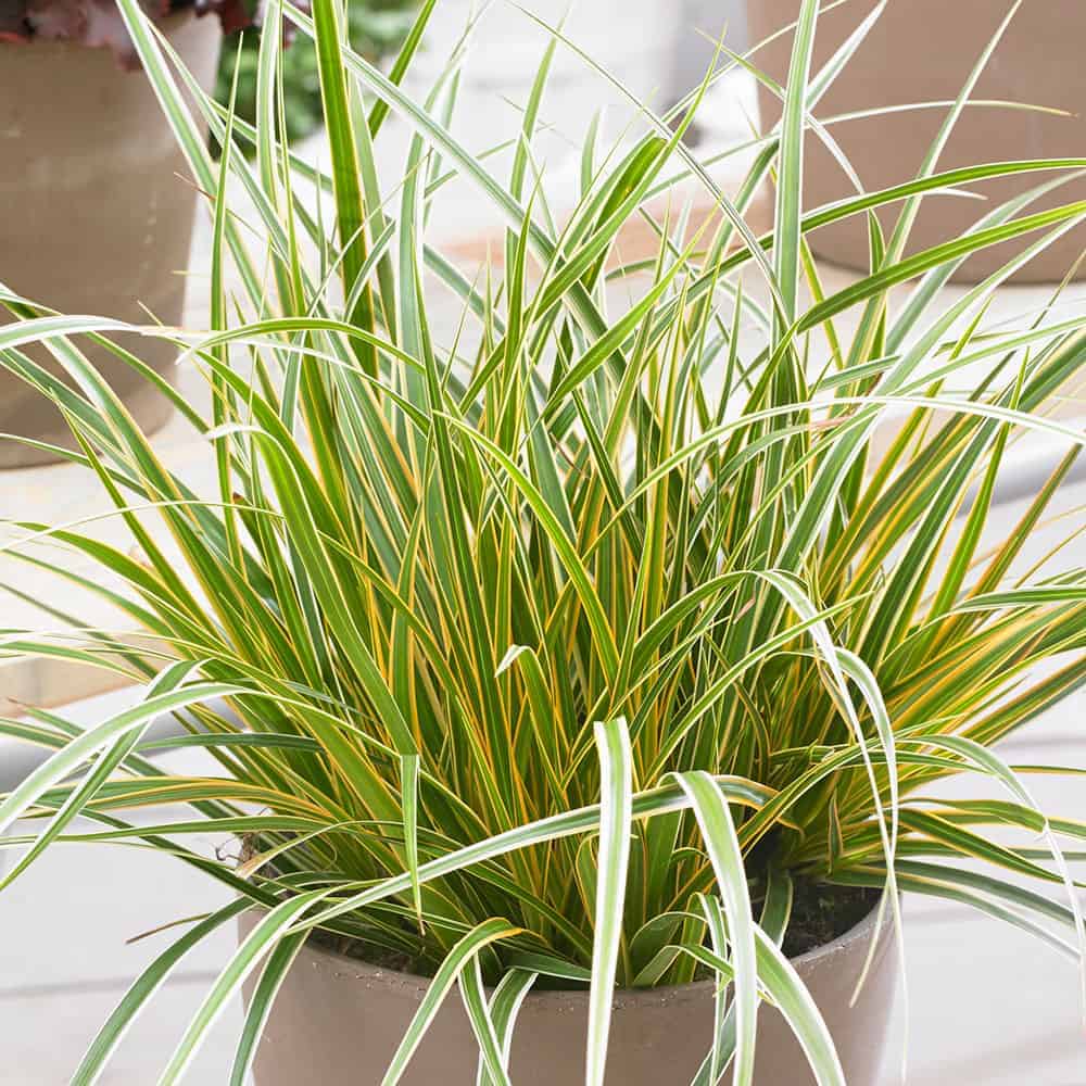 carex everbrite