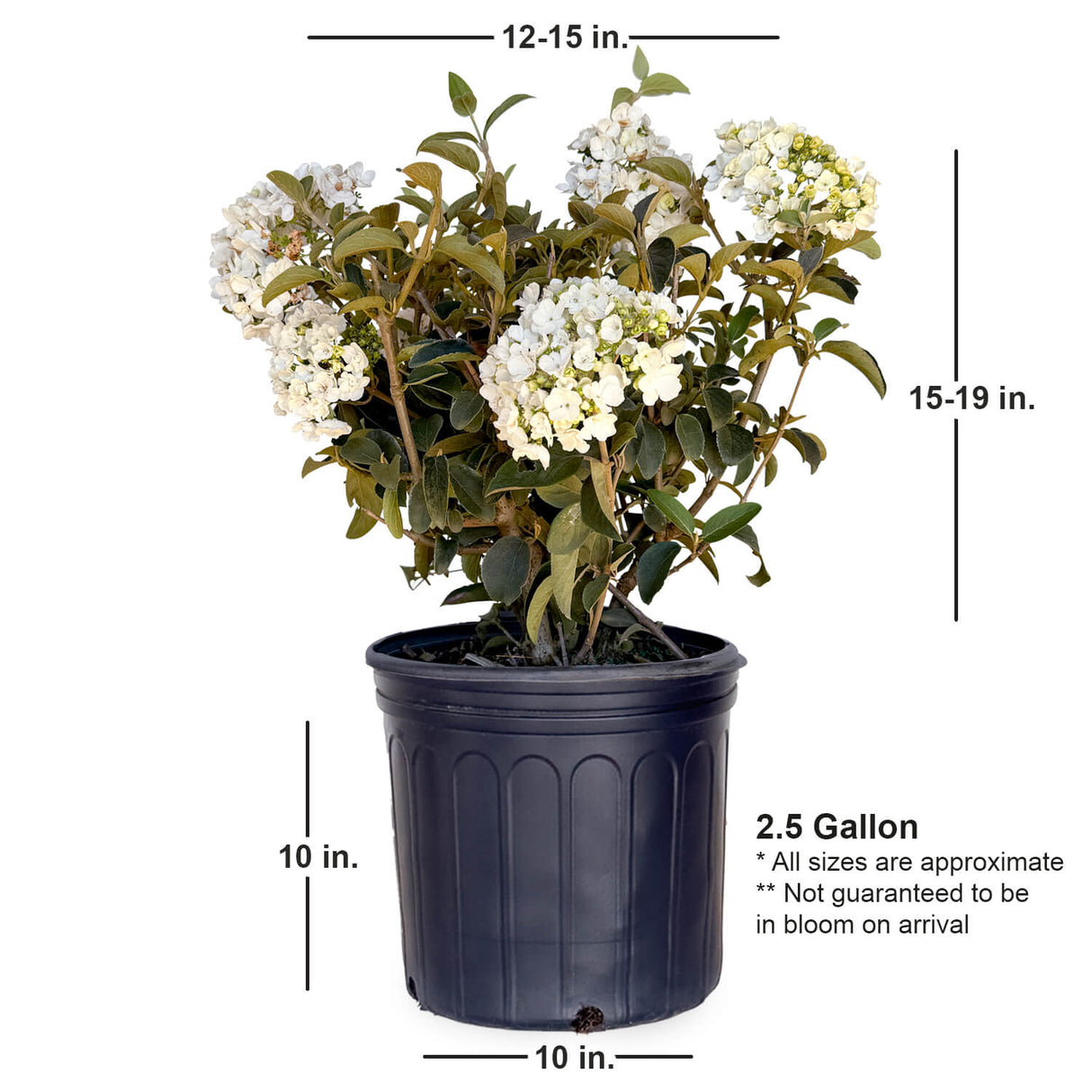 viburnum sizes