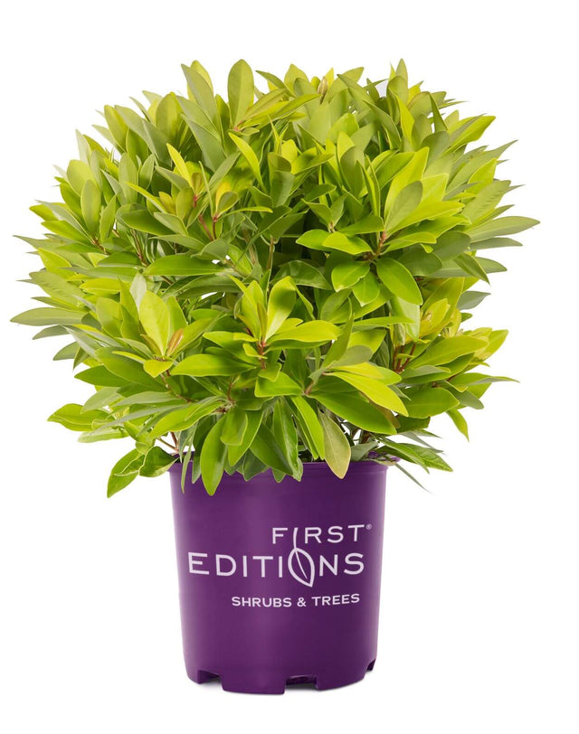BananAppeal Small Anise Tree | Shop Online – Plants by Mail