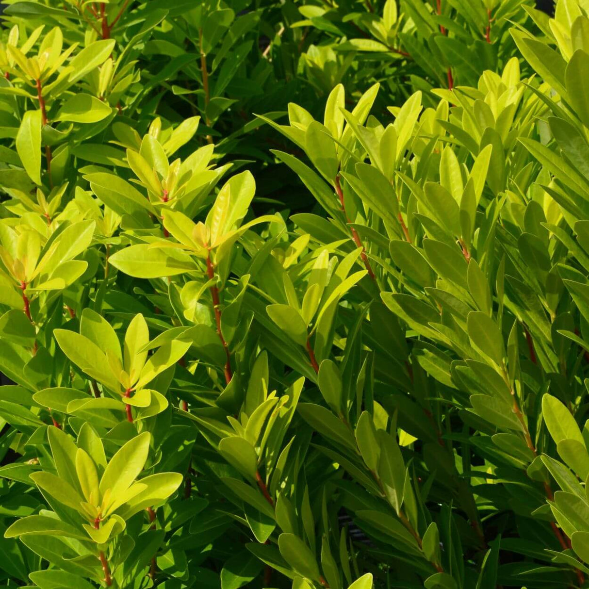 BananAppeal Small Anise Tree | Shop Online – Plants by Mail