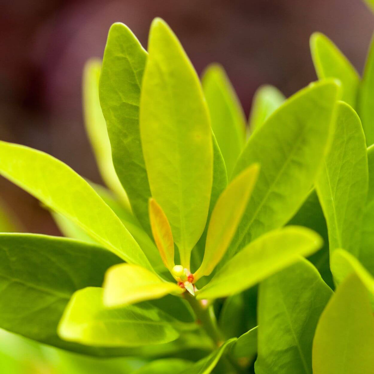 BananAppeal Small Anise Tree | Shop Online – Plants by Mail