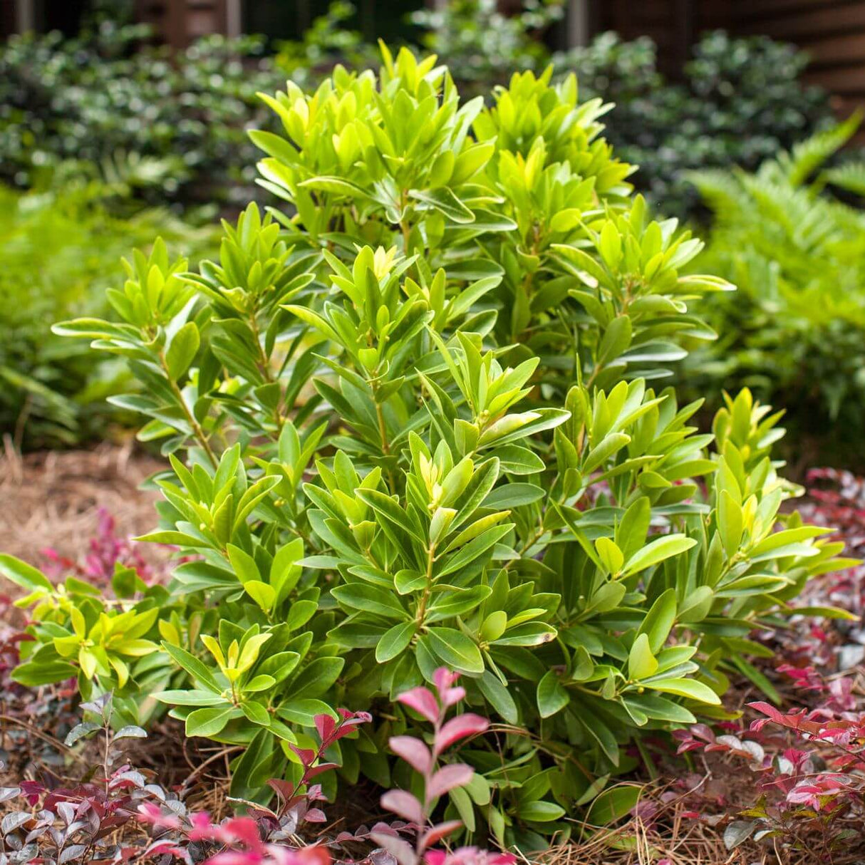 BananAppeal Small Anise Tree | Shop Online – Plants by Mail