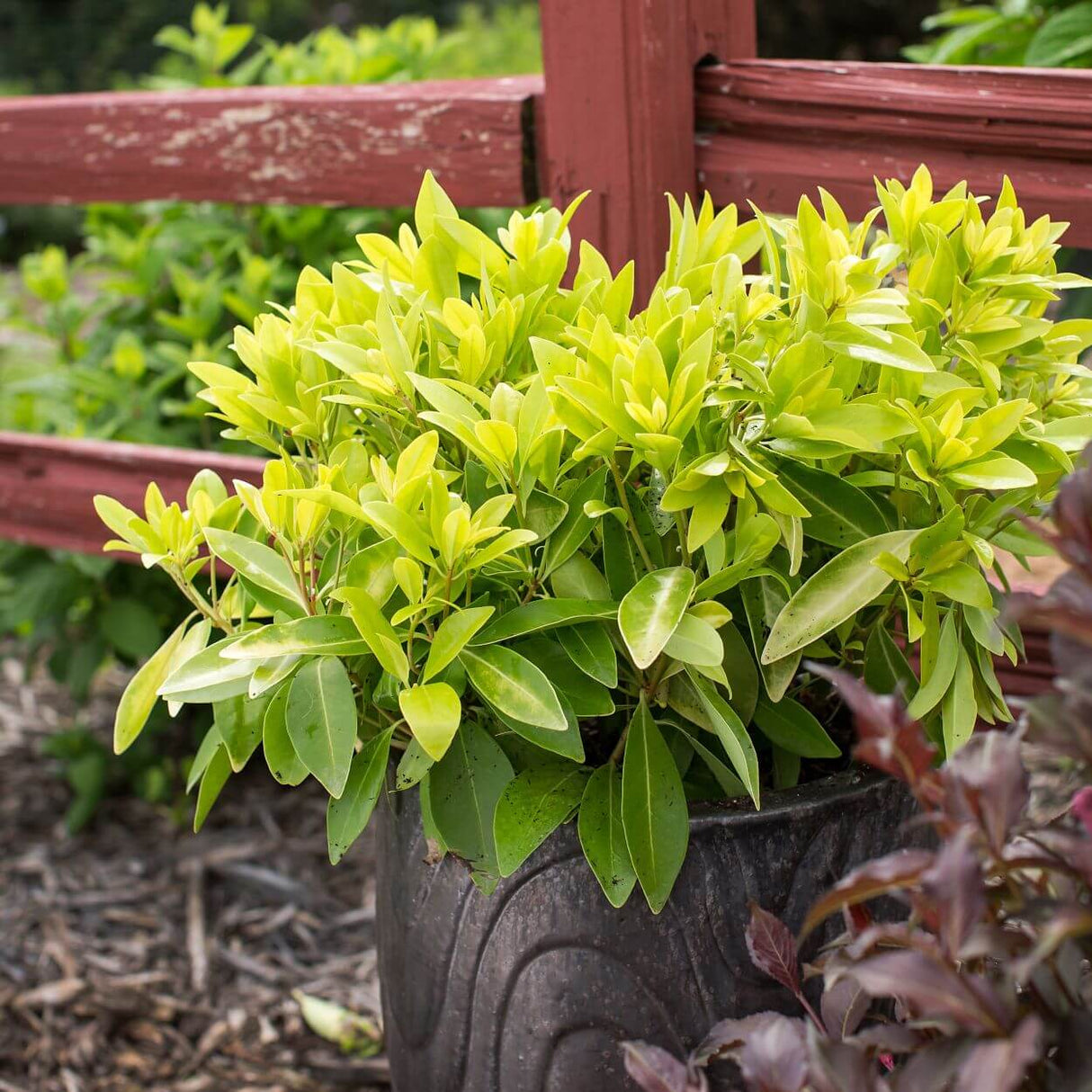 BananAppeal Small Anise Tree | Shop Online – Plants by Mail