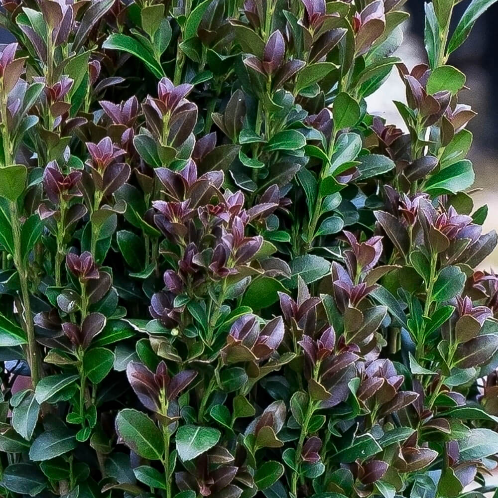 Red Sky Ilex | Upright Evergreen Shrub for Sale – Plants by Mail
